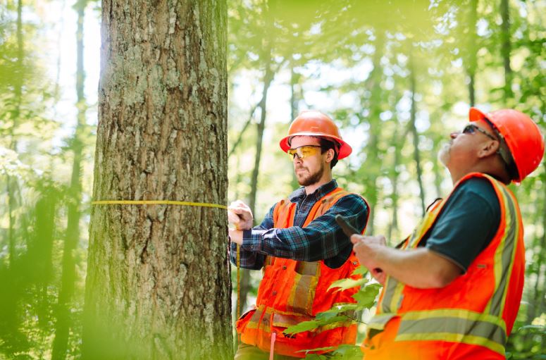 Development to feature regional forest products | News, Sports, Jobs - The Mining Journal